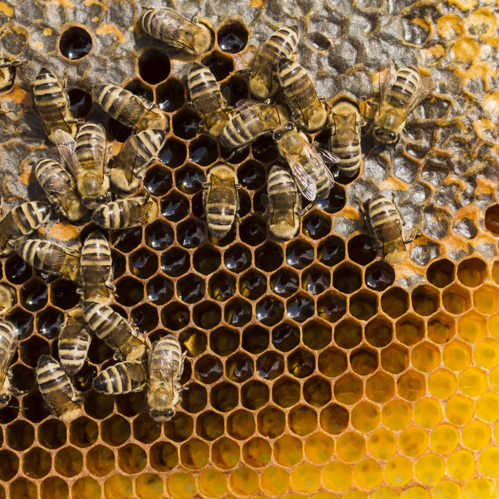 abejas trabajando en el panal - Aire de Colmena